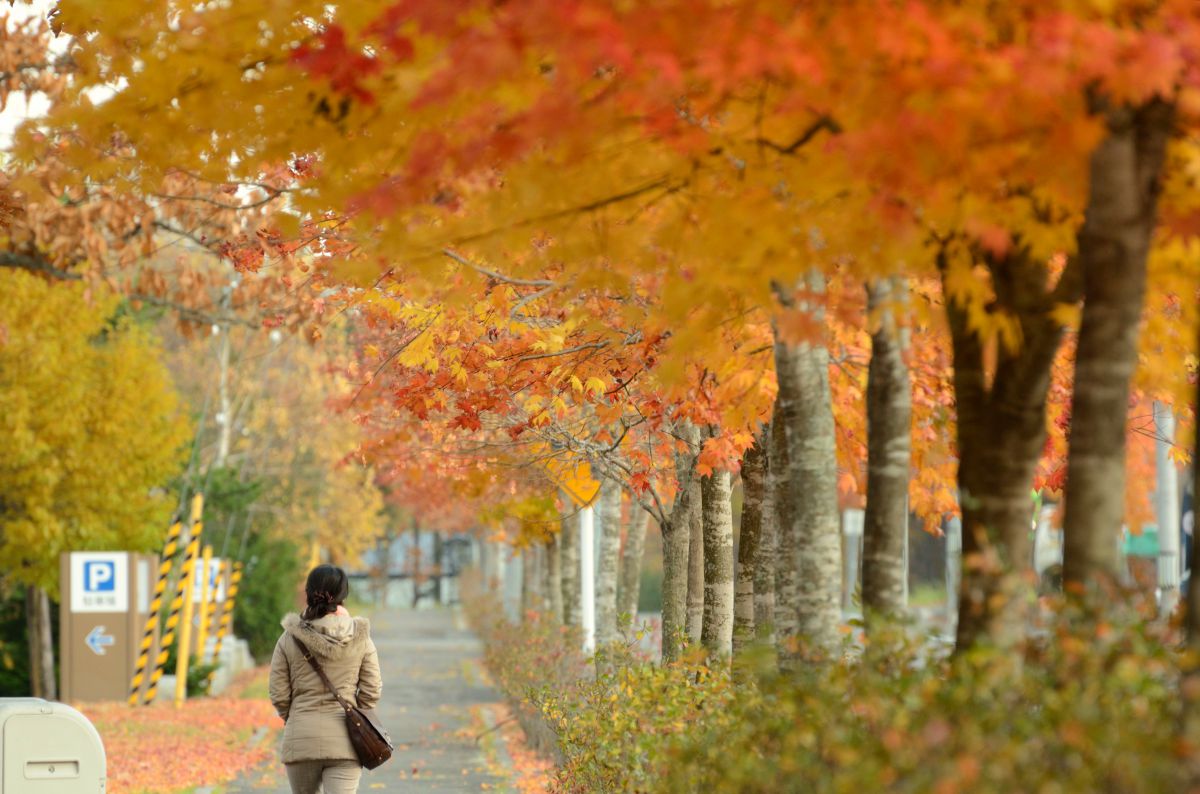 秋色の道 | GANREF