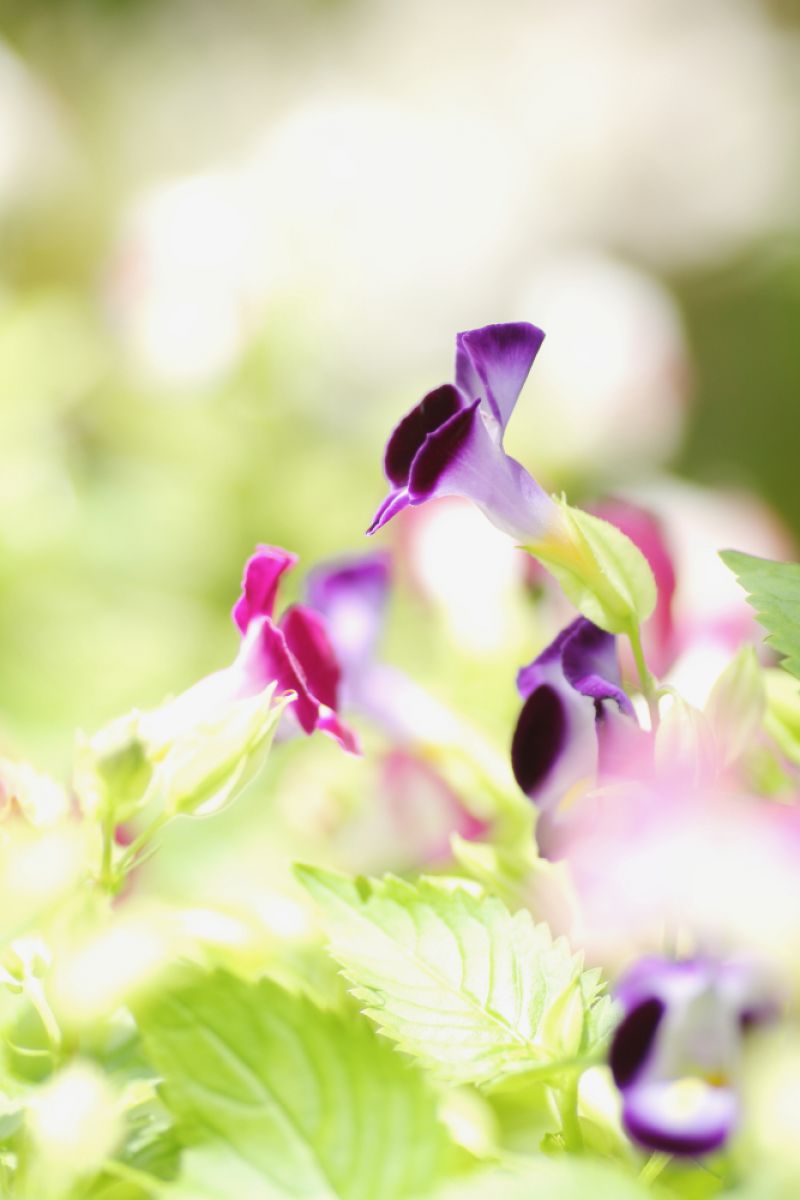 ヒカリイッパイ | GANREF