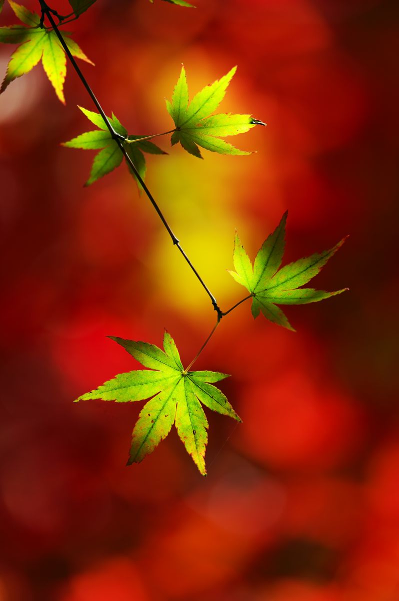 紅葉盛り | GANREF