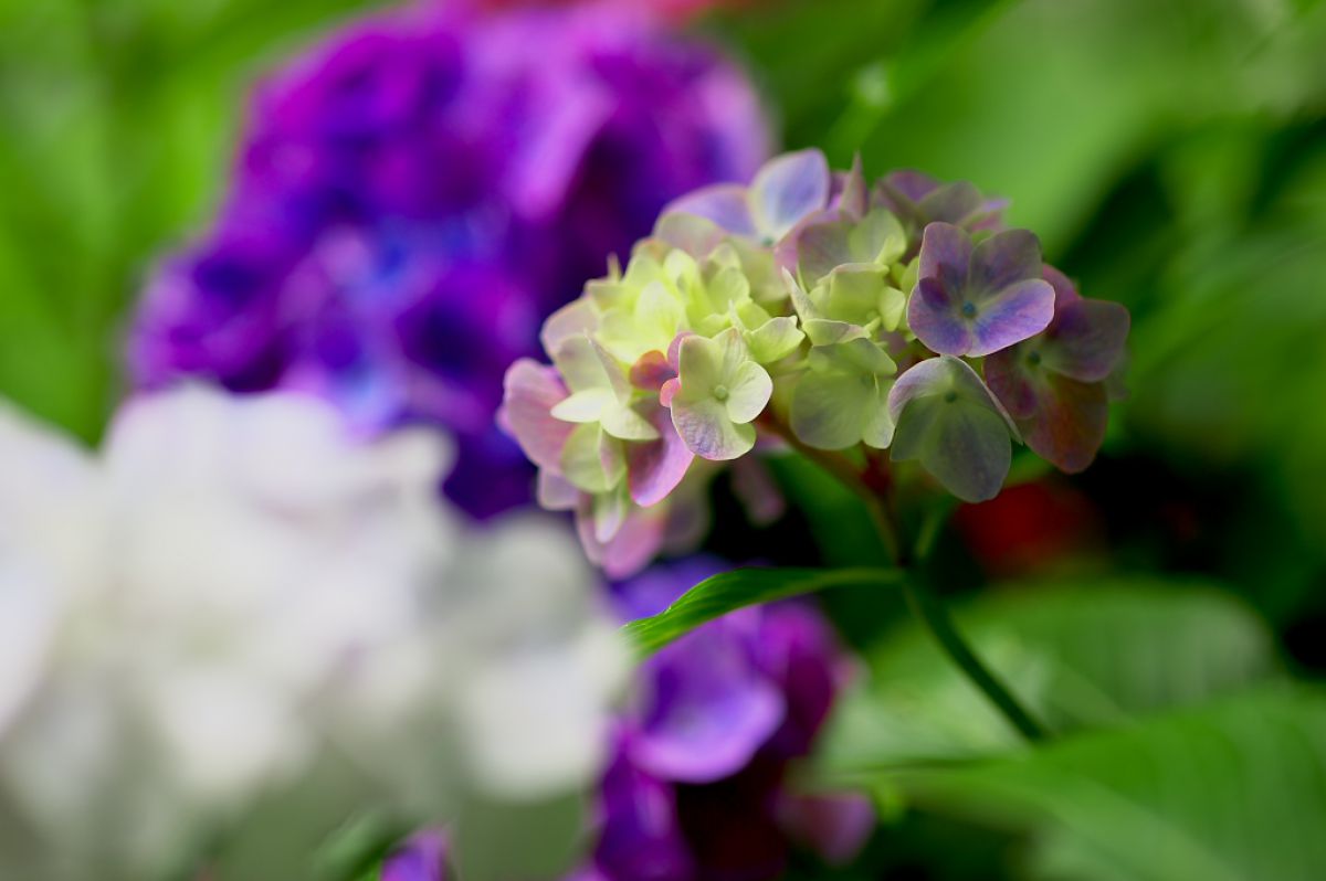 初々しくも鮮やかに | GANREF