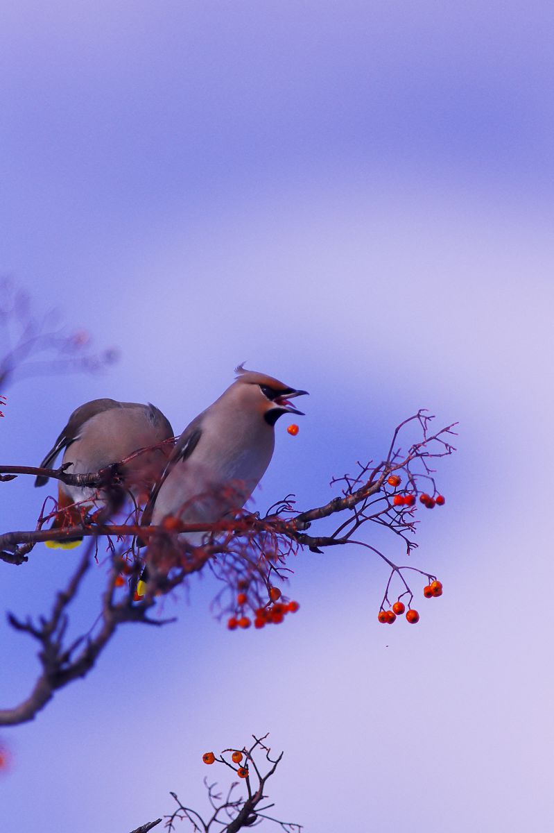 君の名は | GANREF