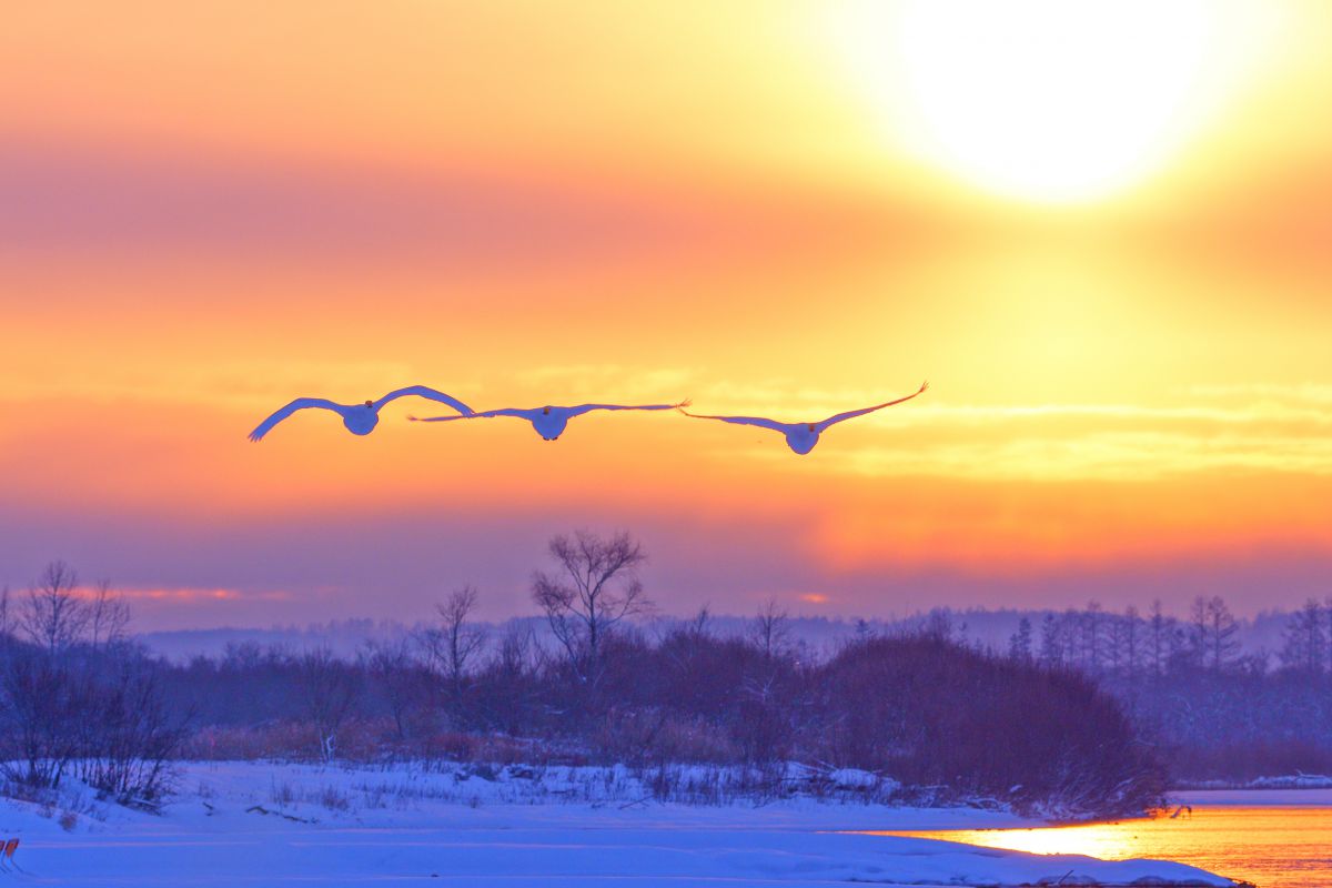 JET STREAM ATTACK | GANREF