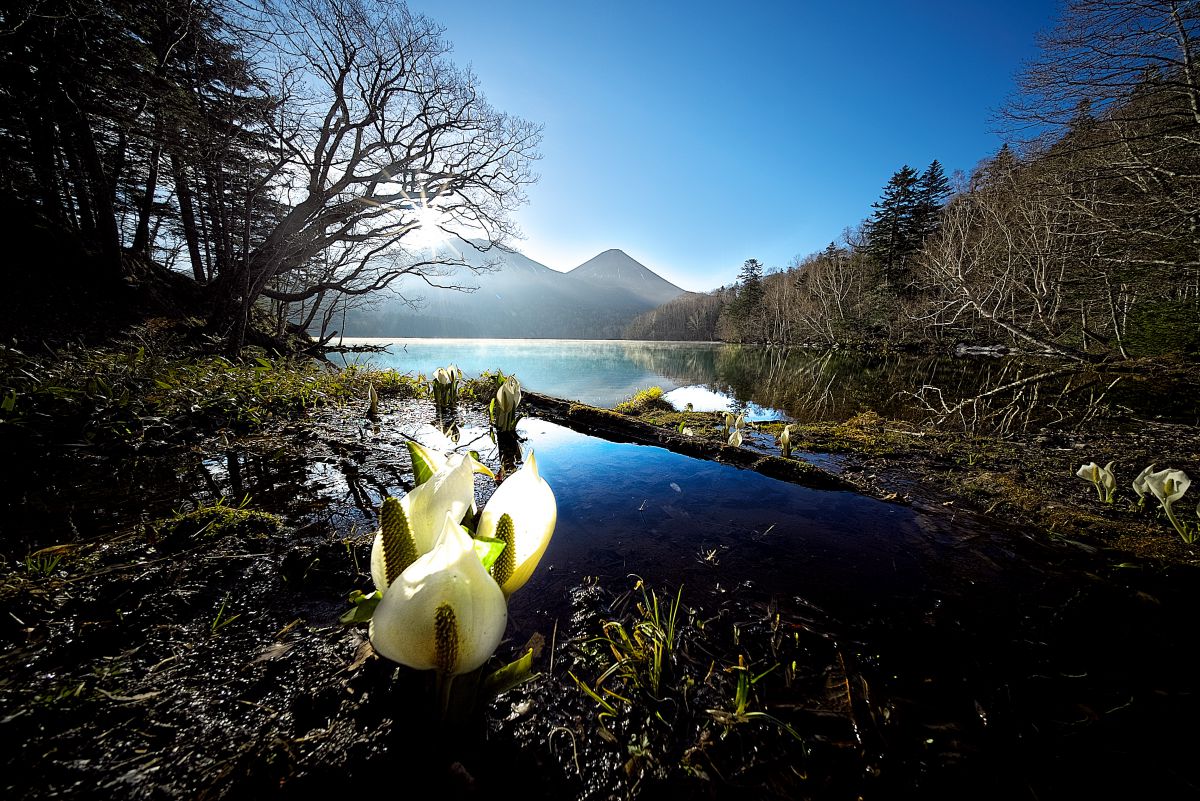 In Late Spring Sunshine ll | GANREF