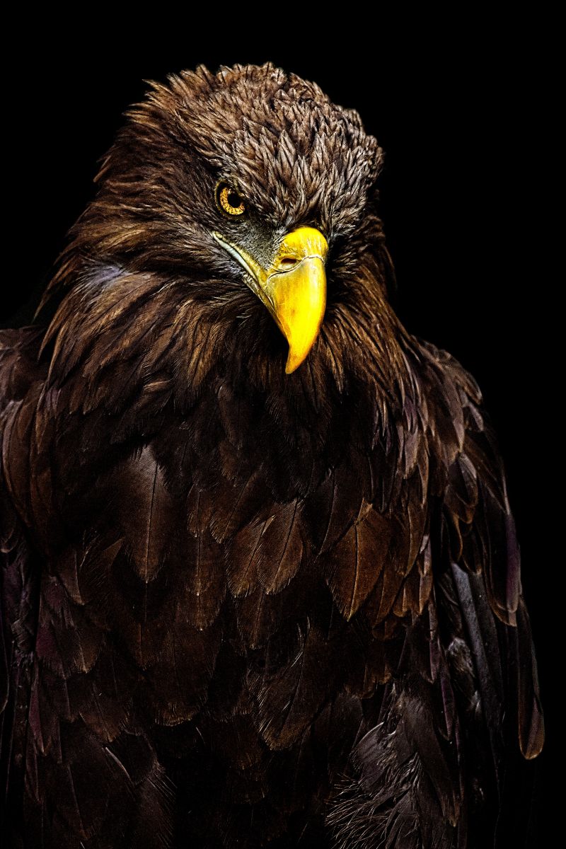 I 'm a perfect eagle | GANREF