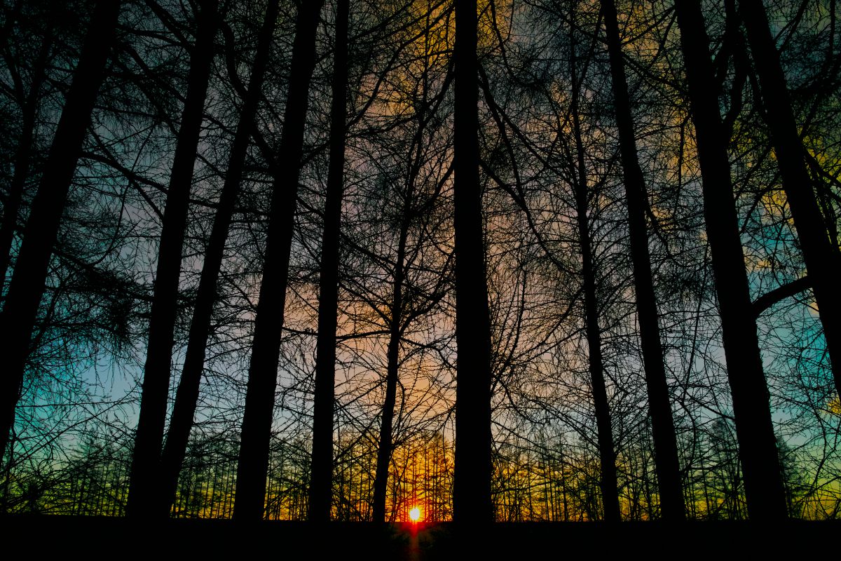 Daybreak and Windbreak | GANREF