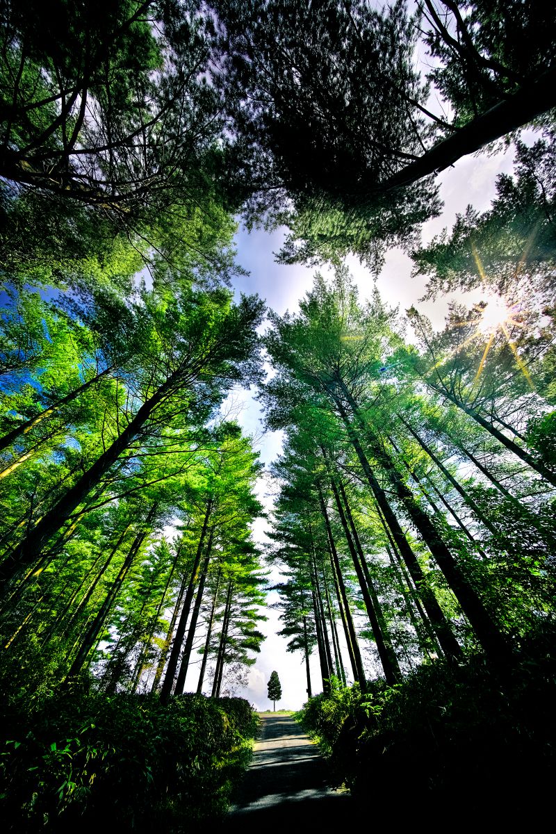 Take It To The Limit | GANREF