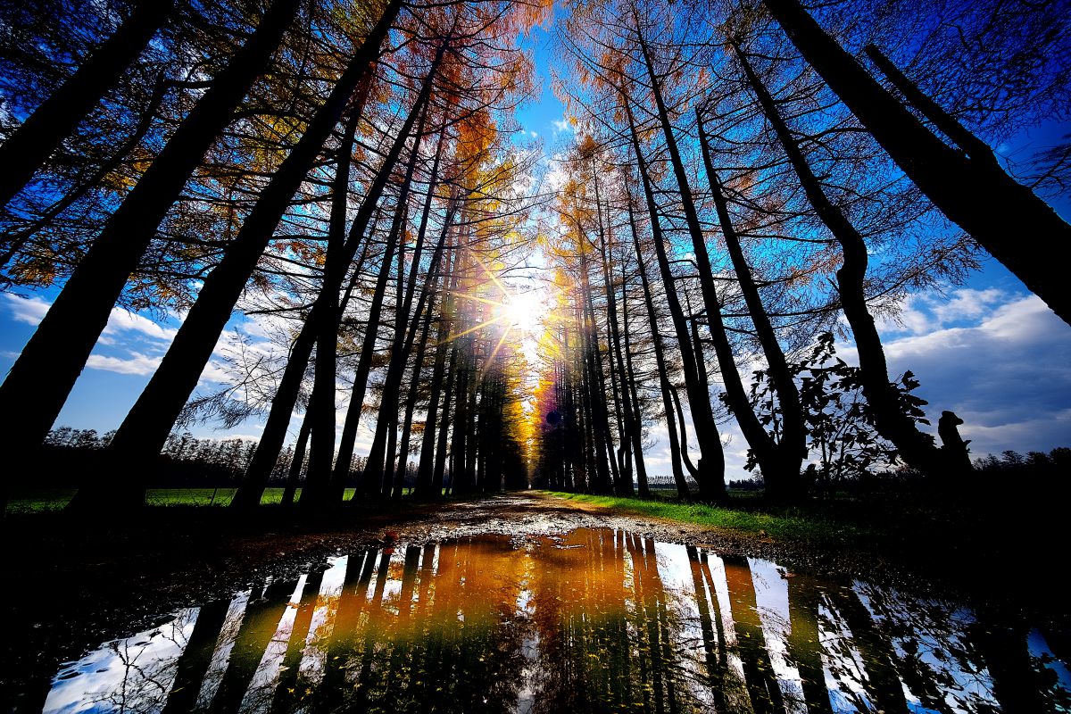 The Last Chance ll | GANREF