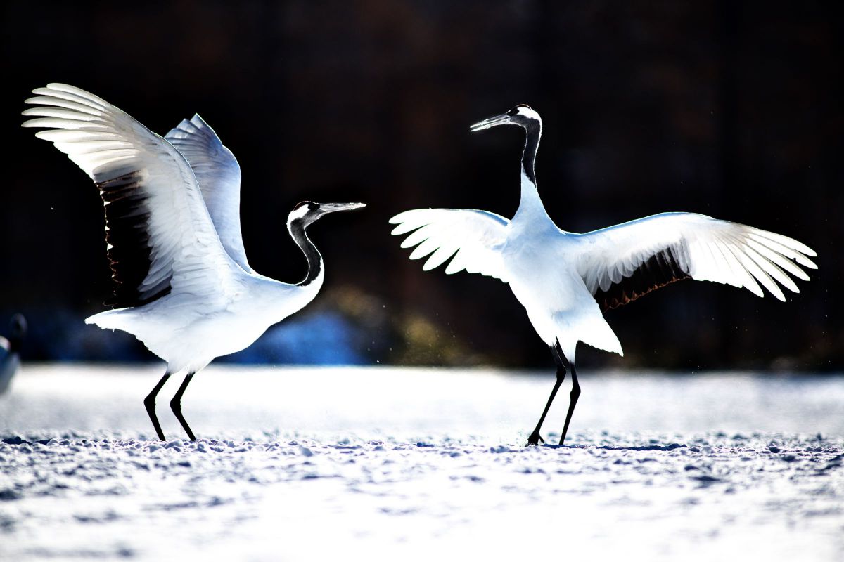 love one another | GANREF