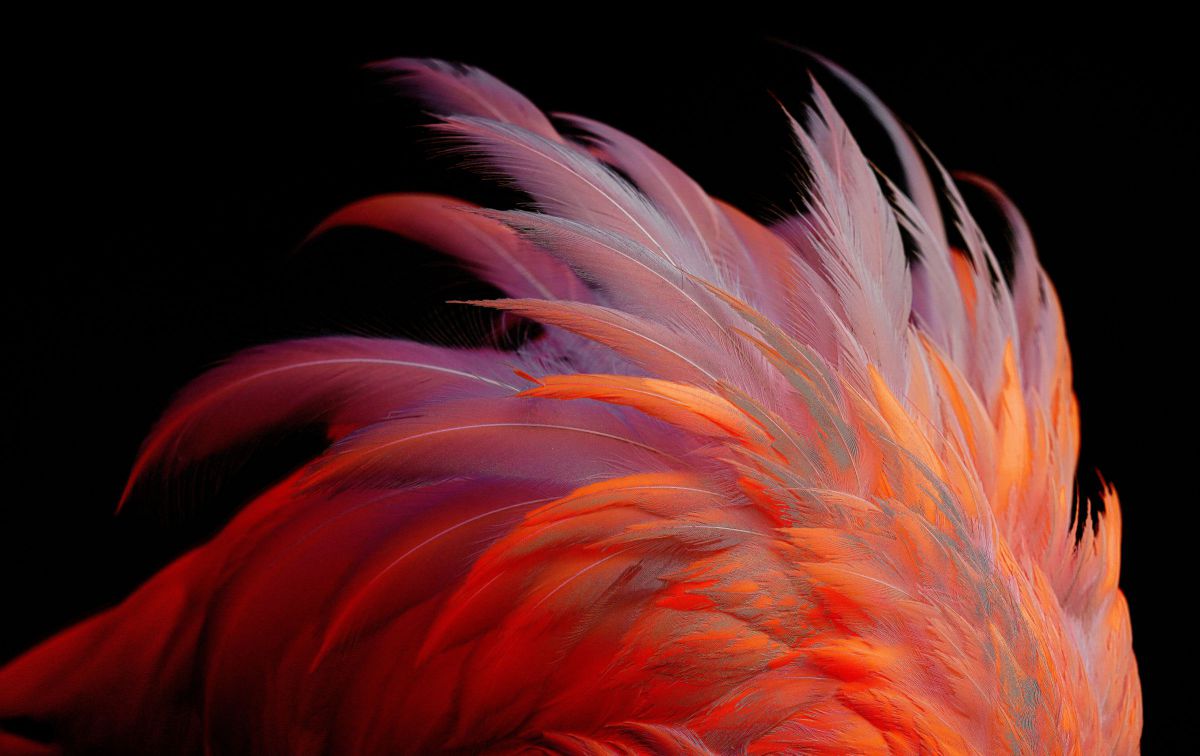 I'll be the Flame | GANREF