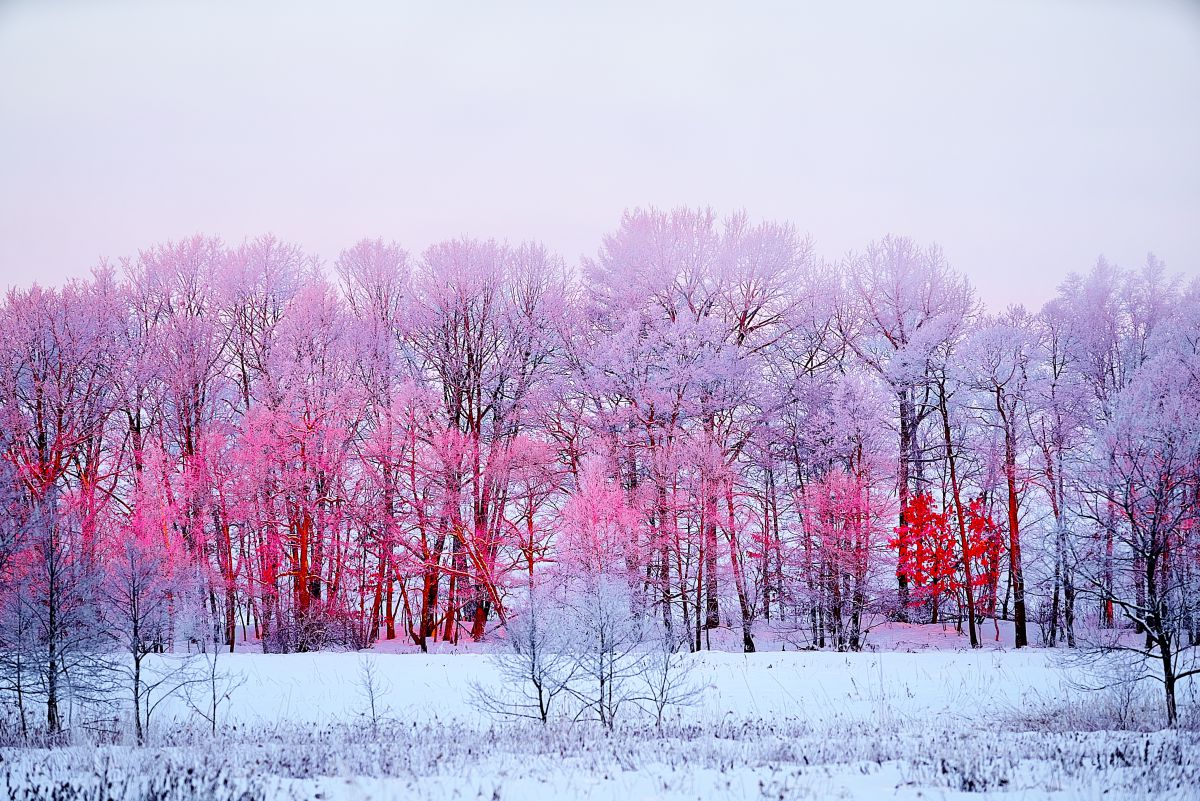 PINK FROST | GANREF