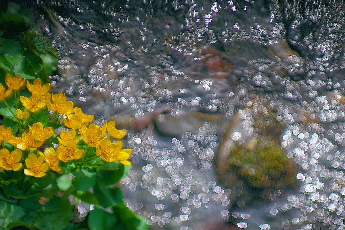 Floating Bokeh | GANREF