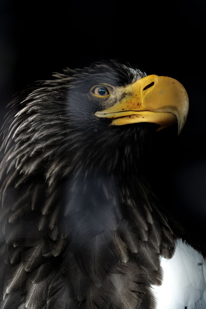an eagle eye | GANREF