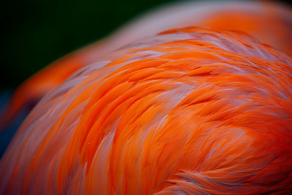 I'll be the flame | GANREF