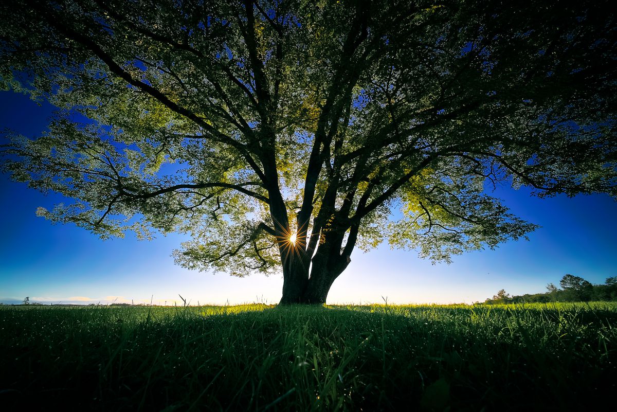 Same Old Same Old | GANREF