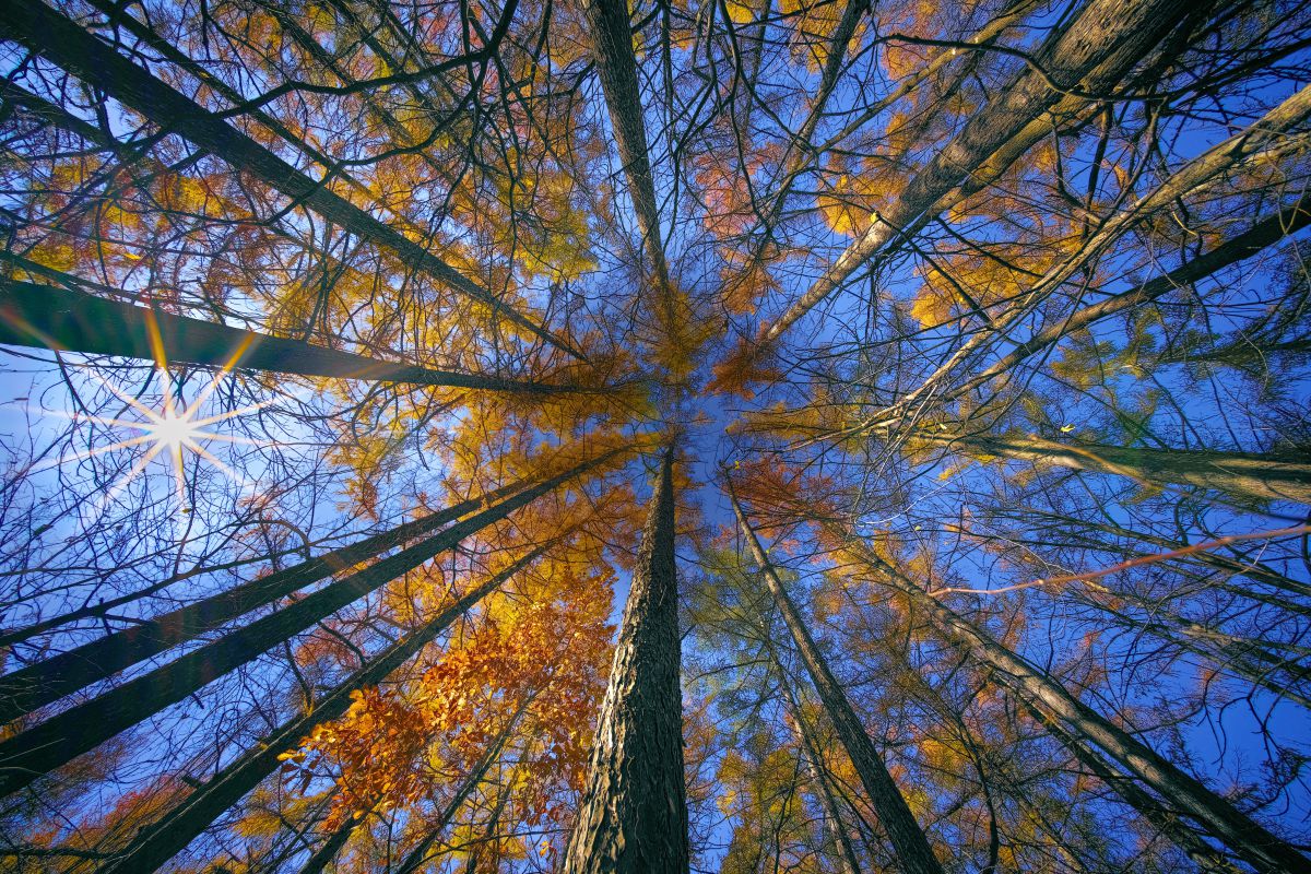 Fall into the Sky | GANREF