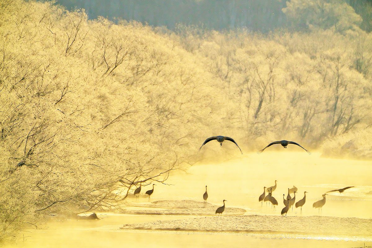 Flying Eyes Part1 | GANREF