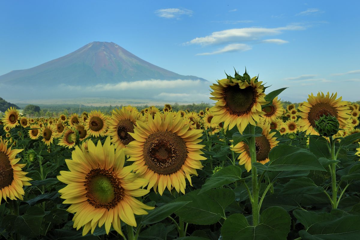 盛夏繚乱 | GANREF