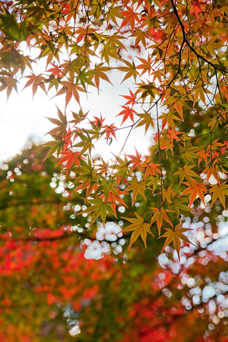 紅葉 in 光明寺 part3 | GANREF