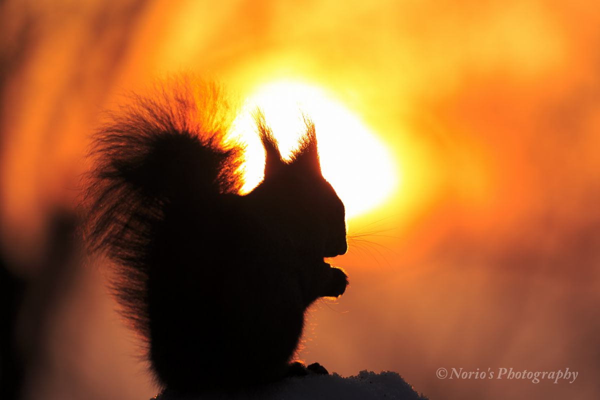 The Rising sun. with Hokkaido Squirrel. | GANREF