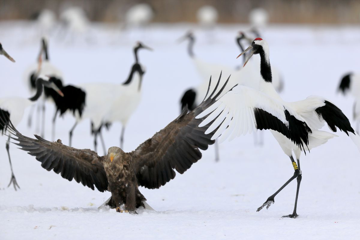 Touchdown !!! | GANREF