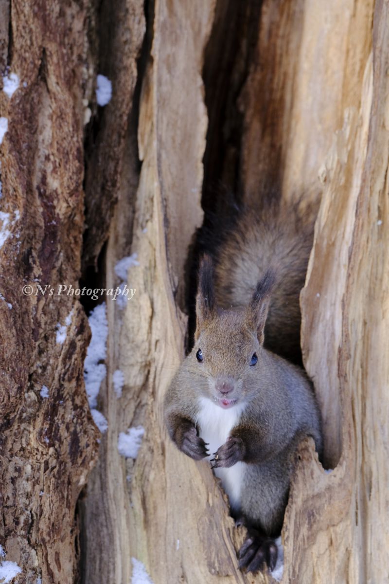 エゾリス( Hokkaido squirrel ) | GANREF