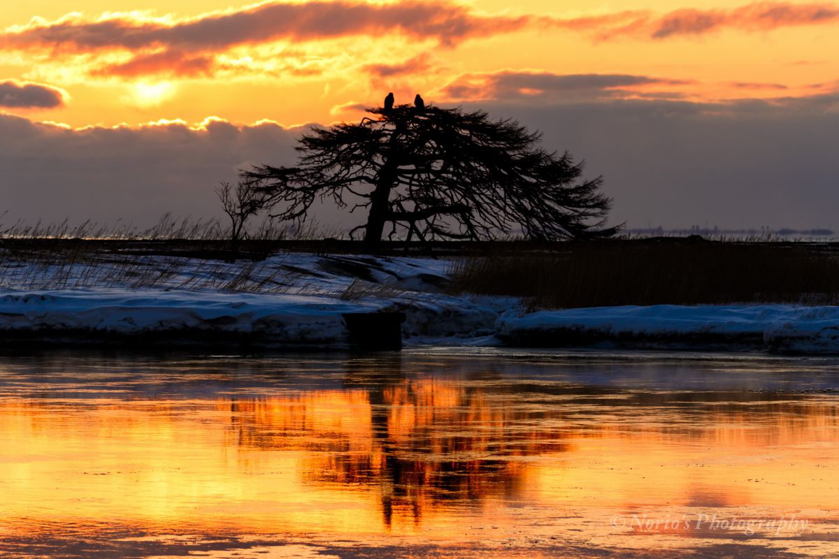 Far east.( ver2 ) | GANREF