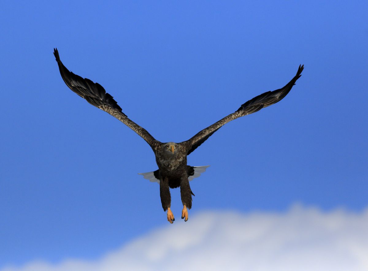 Flying Emperor | GANREF