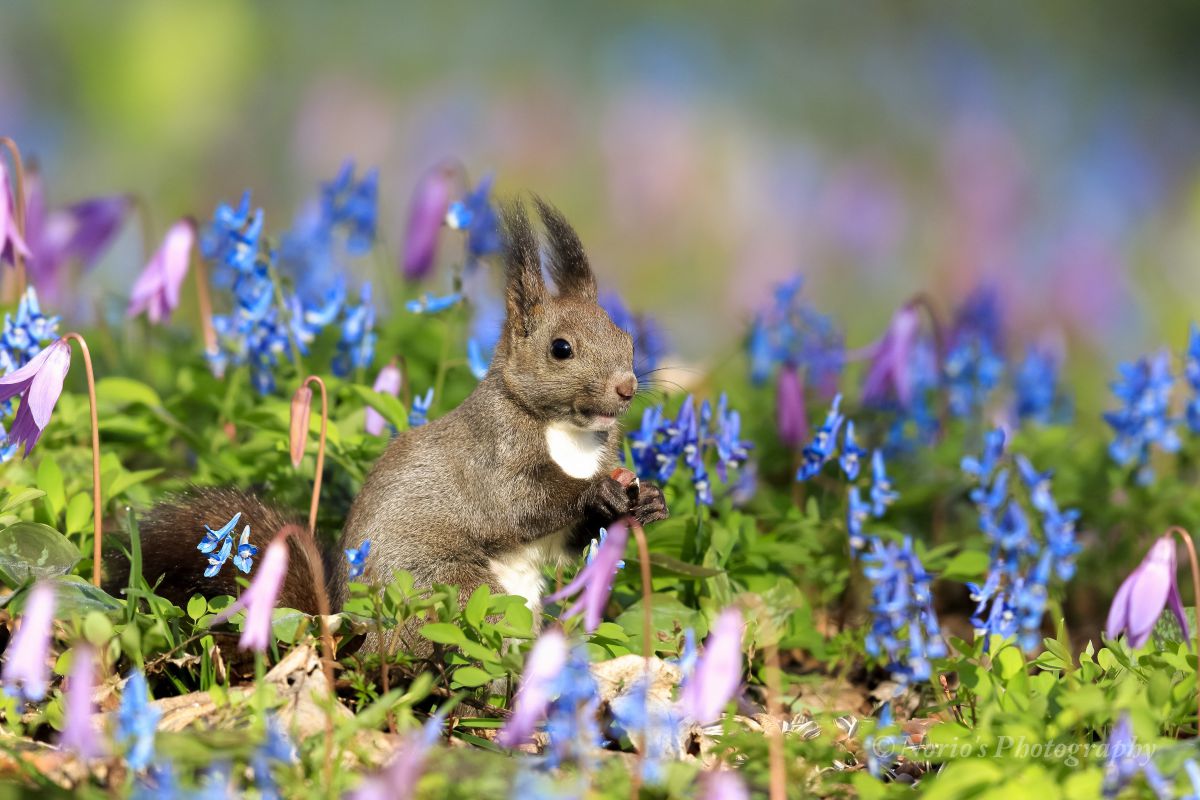 Hokkaido Wildlife 2016. | GANREF