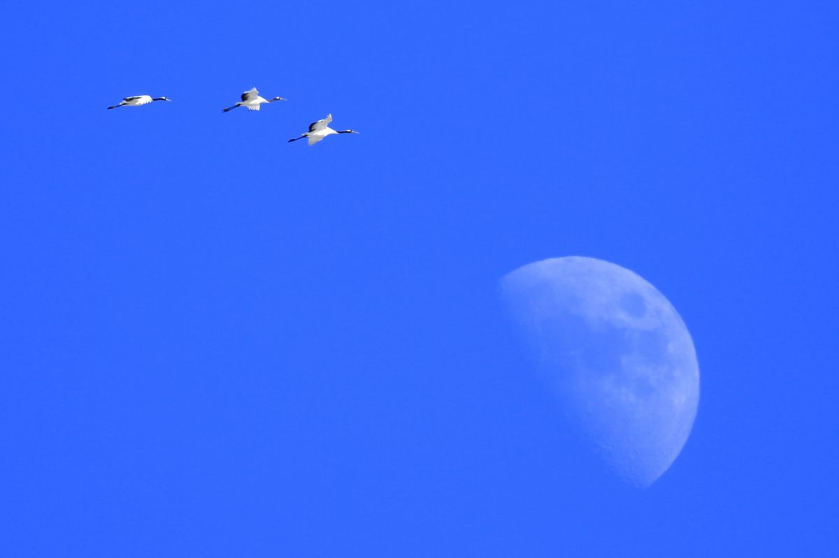 Moon Flight | GANREF