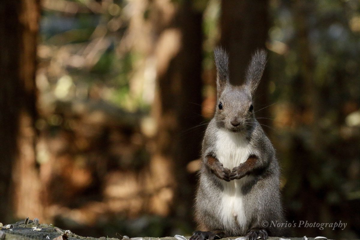Hokkaido Squirrel. | GANREF