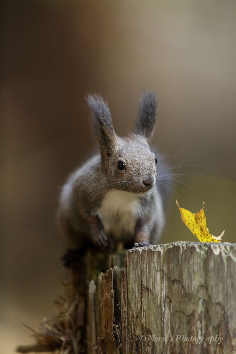 Hokkaido Squirrel. | GANREF