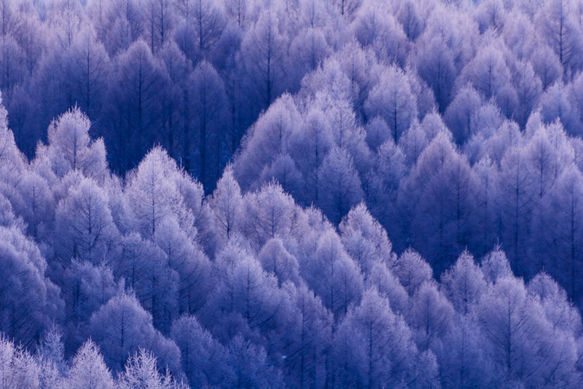 美瑛の冬2011の13 | GANREF