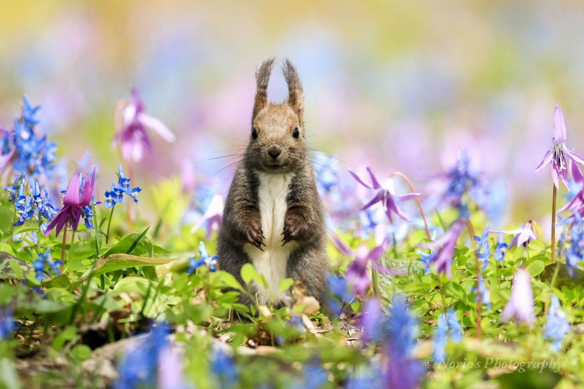 Hokkaido Squirrel. | GANREF