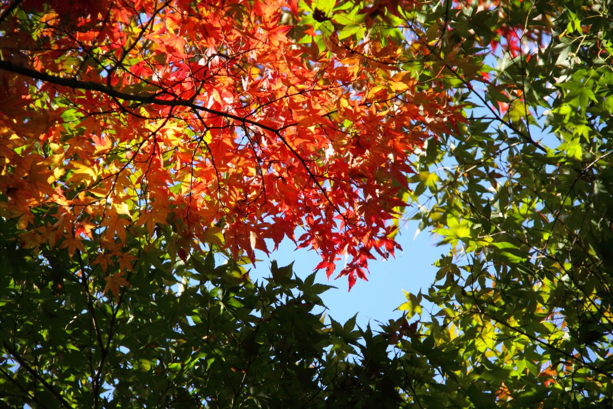 Palette of autumn #2 | GANREF