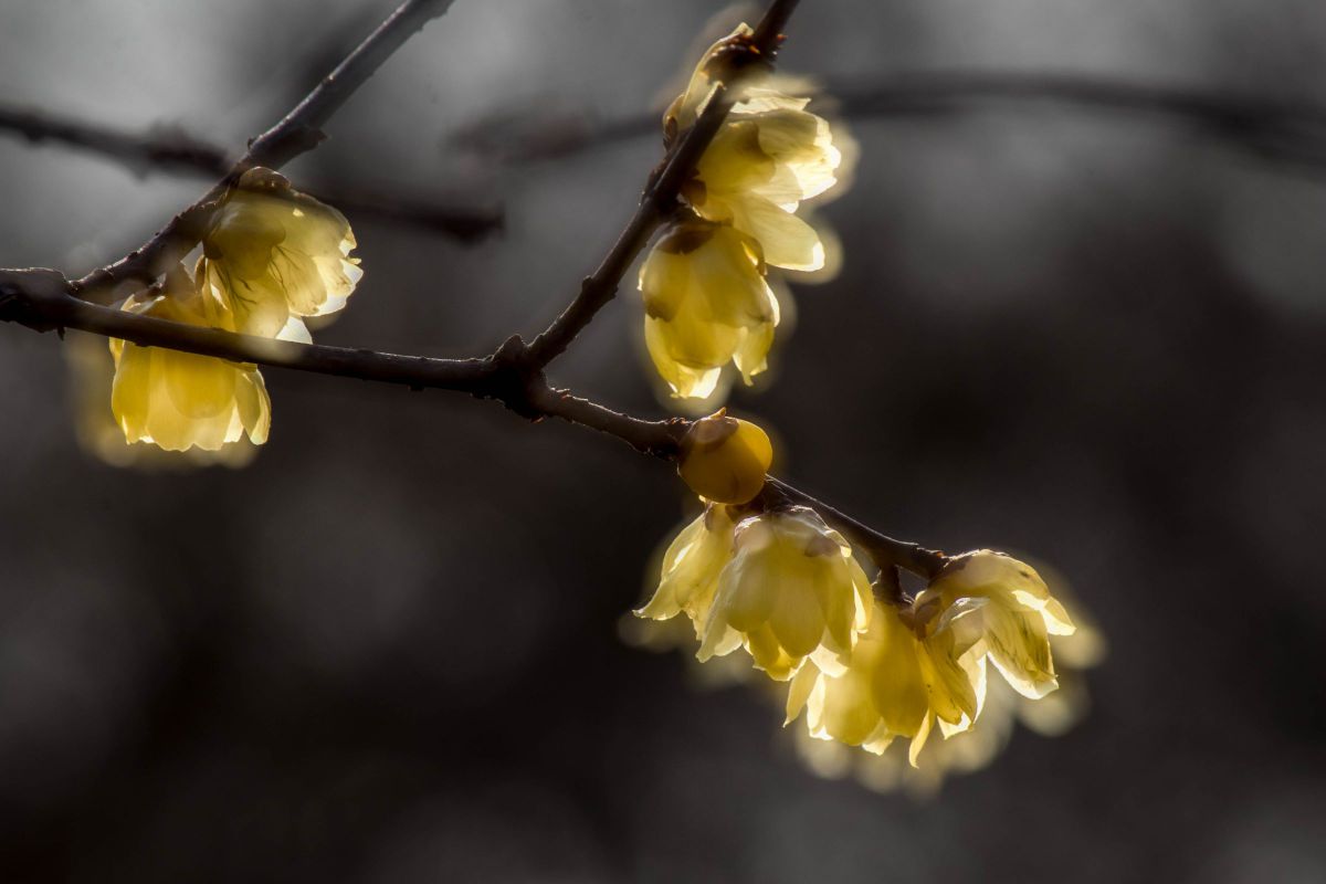 Winter sweet | GANREF