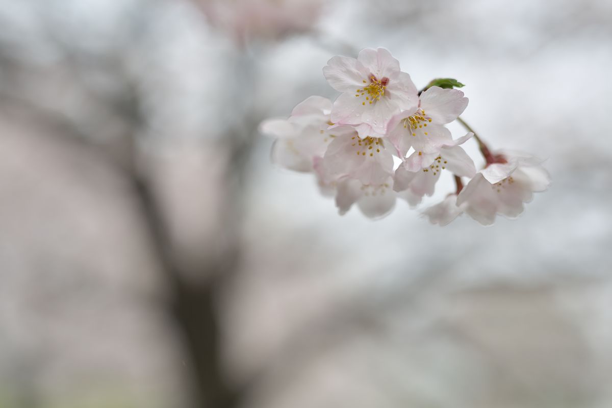 サクラ F2.0 | GANREF