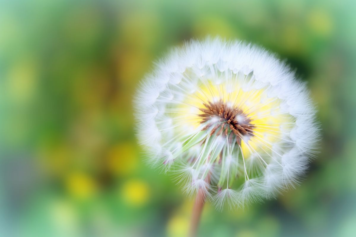 spring station | GANREF