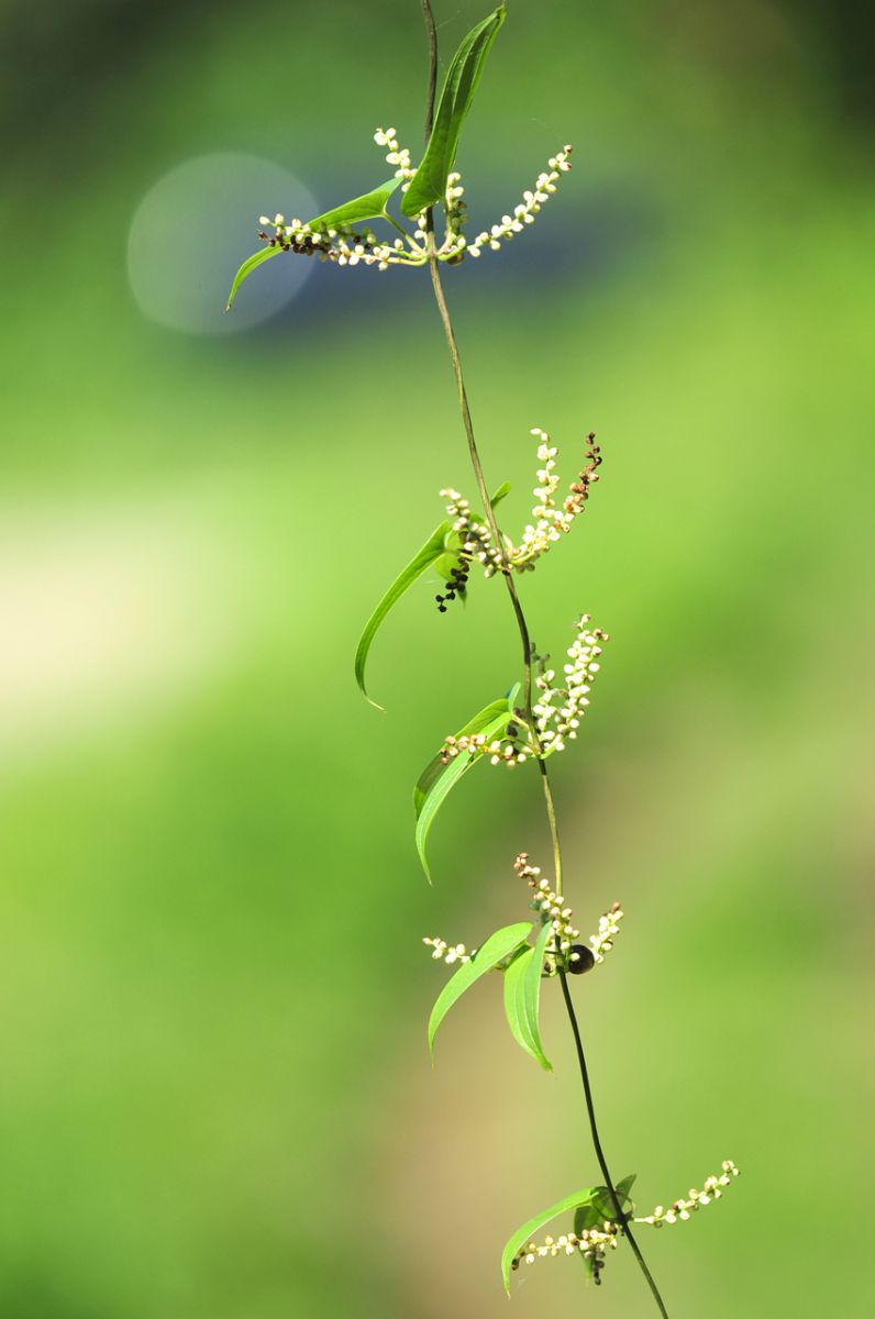 道しるべ | GANREF