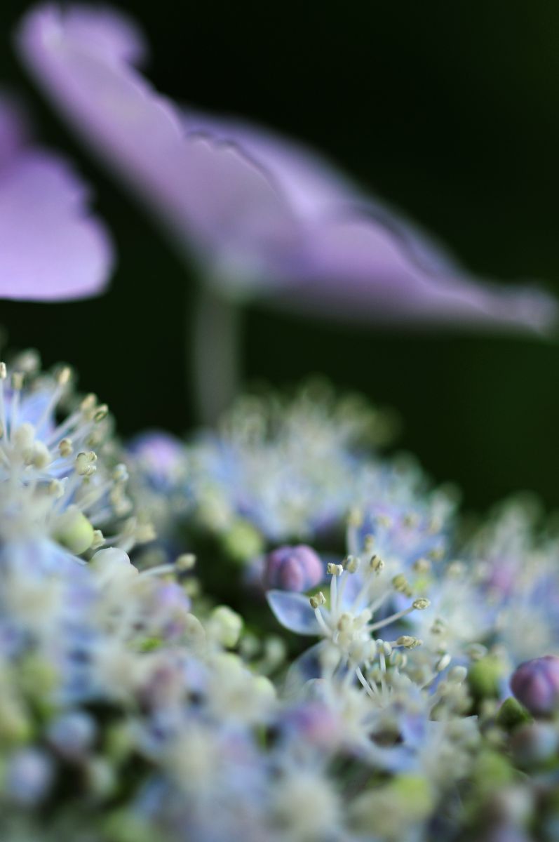 harmony ～ ♬ | GANREF