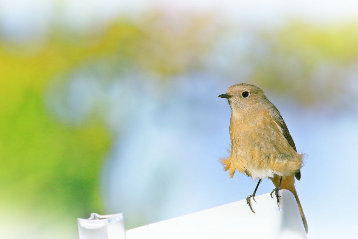 So ~ ~ cute ♫ | GANREF