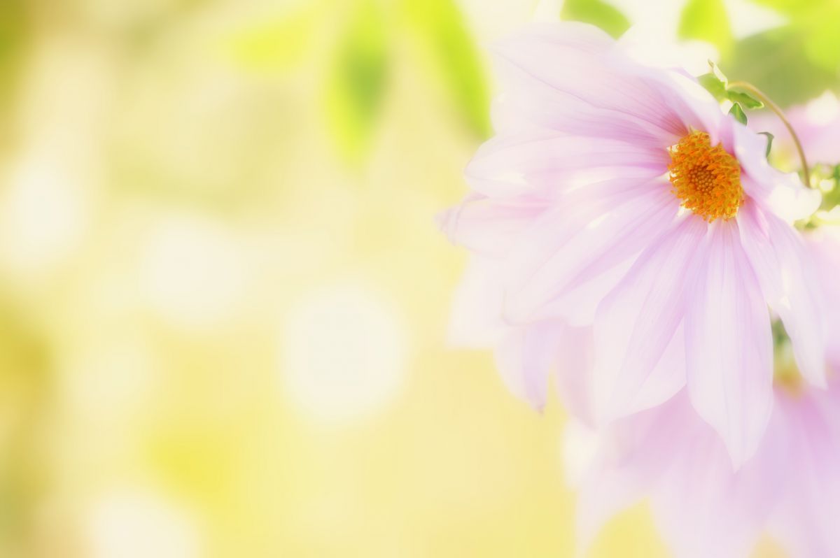 Sweet Memories ~ ♪ | GANREF