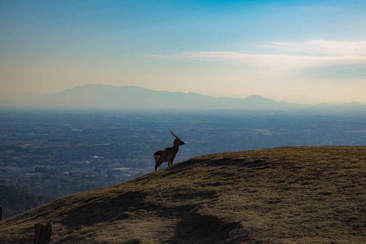 On the hill-top | GANREF