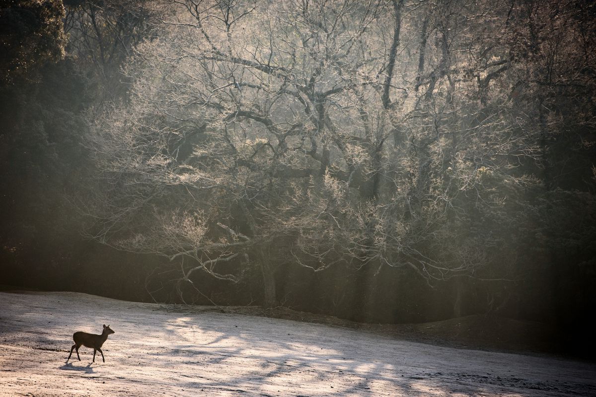 Light Tree Screen | GANREF