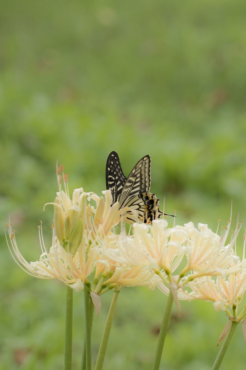 顔出しNG | GANREF