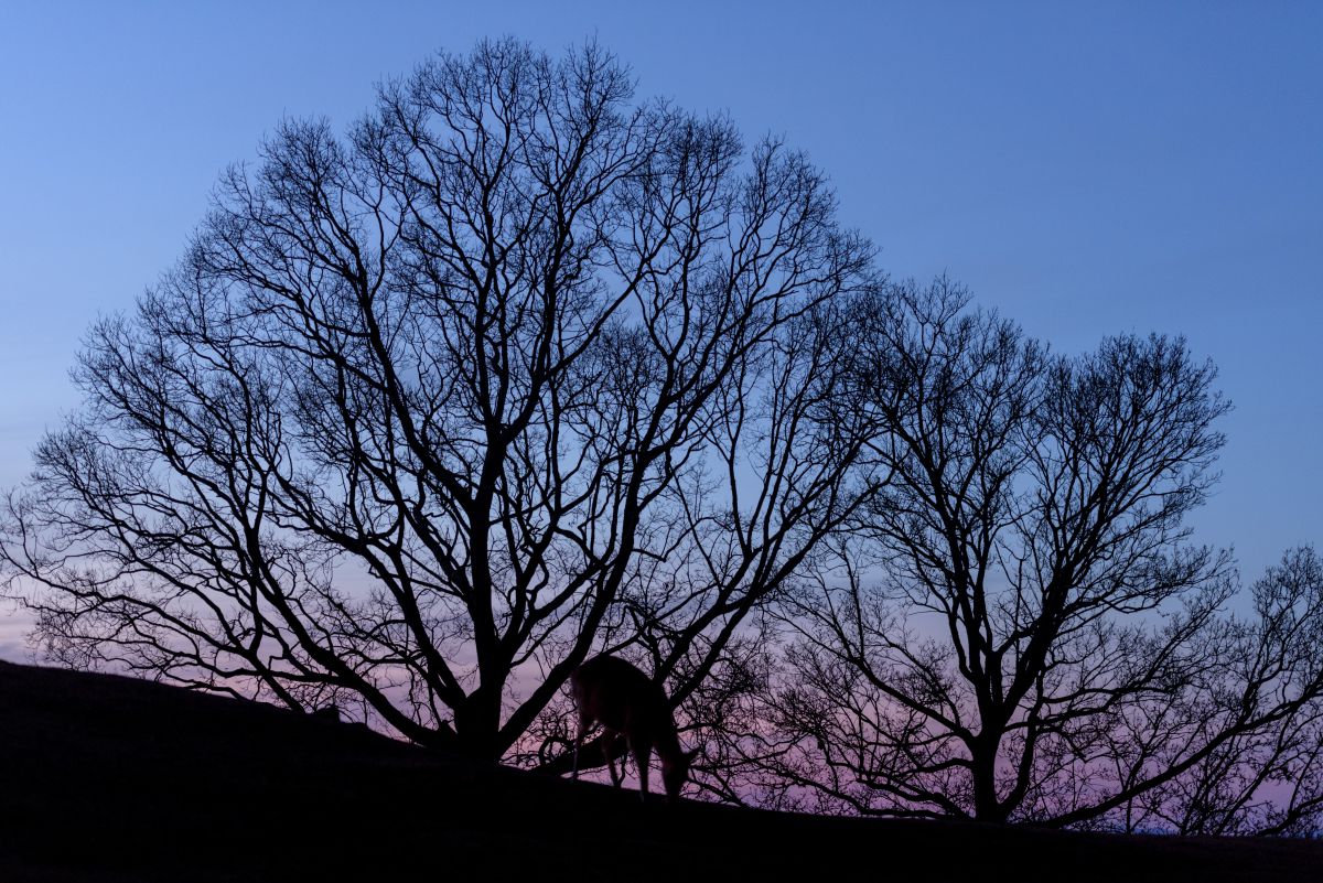 Hide & Seek | GANREF