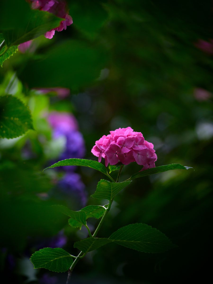 hortênsia: B | GANREF