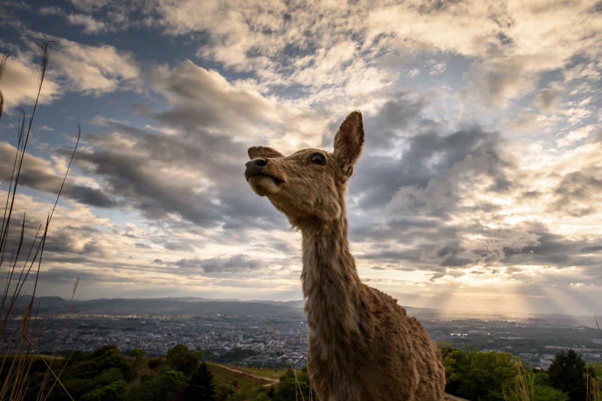 Be Dramatic | GANREF