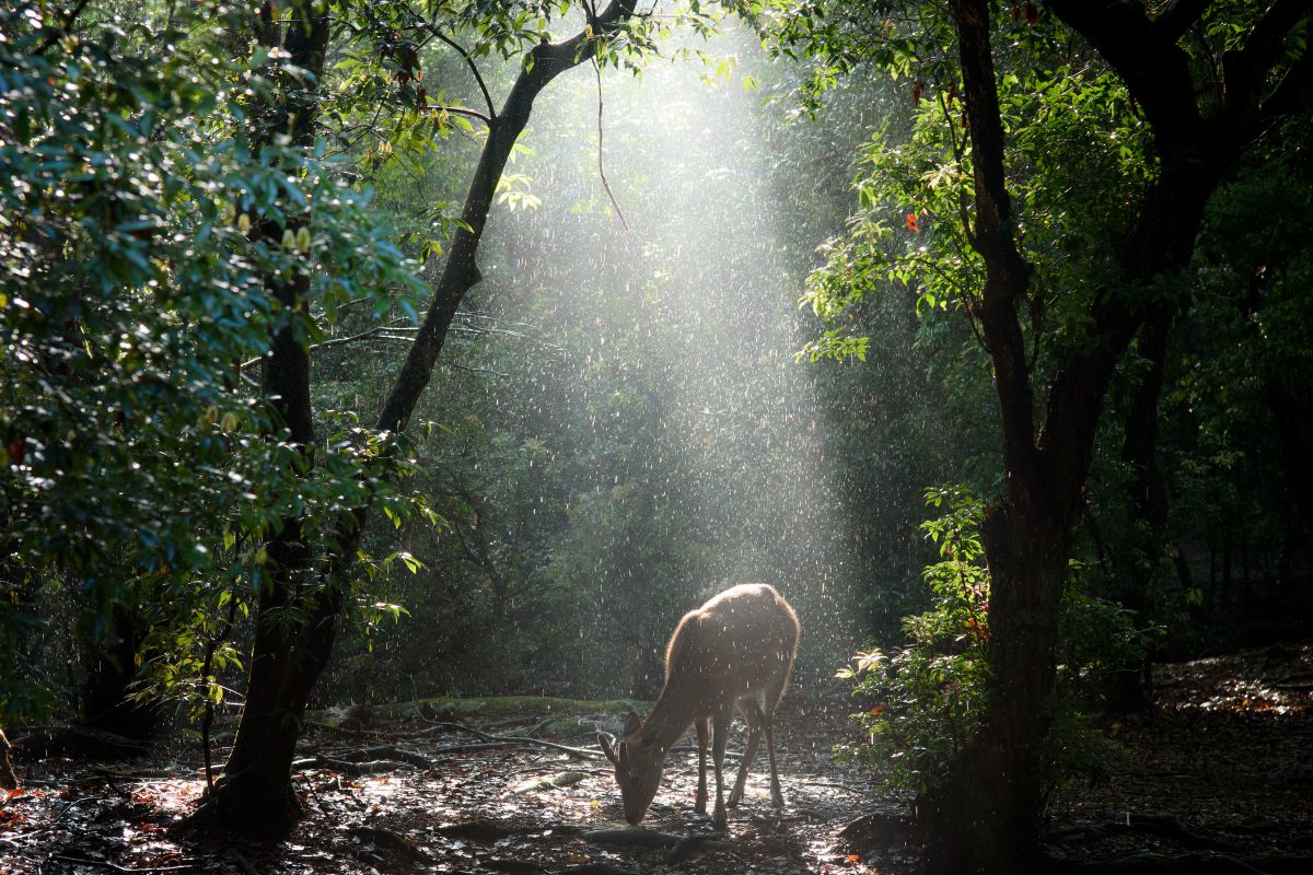 Rain Screen | GANREF