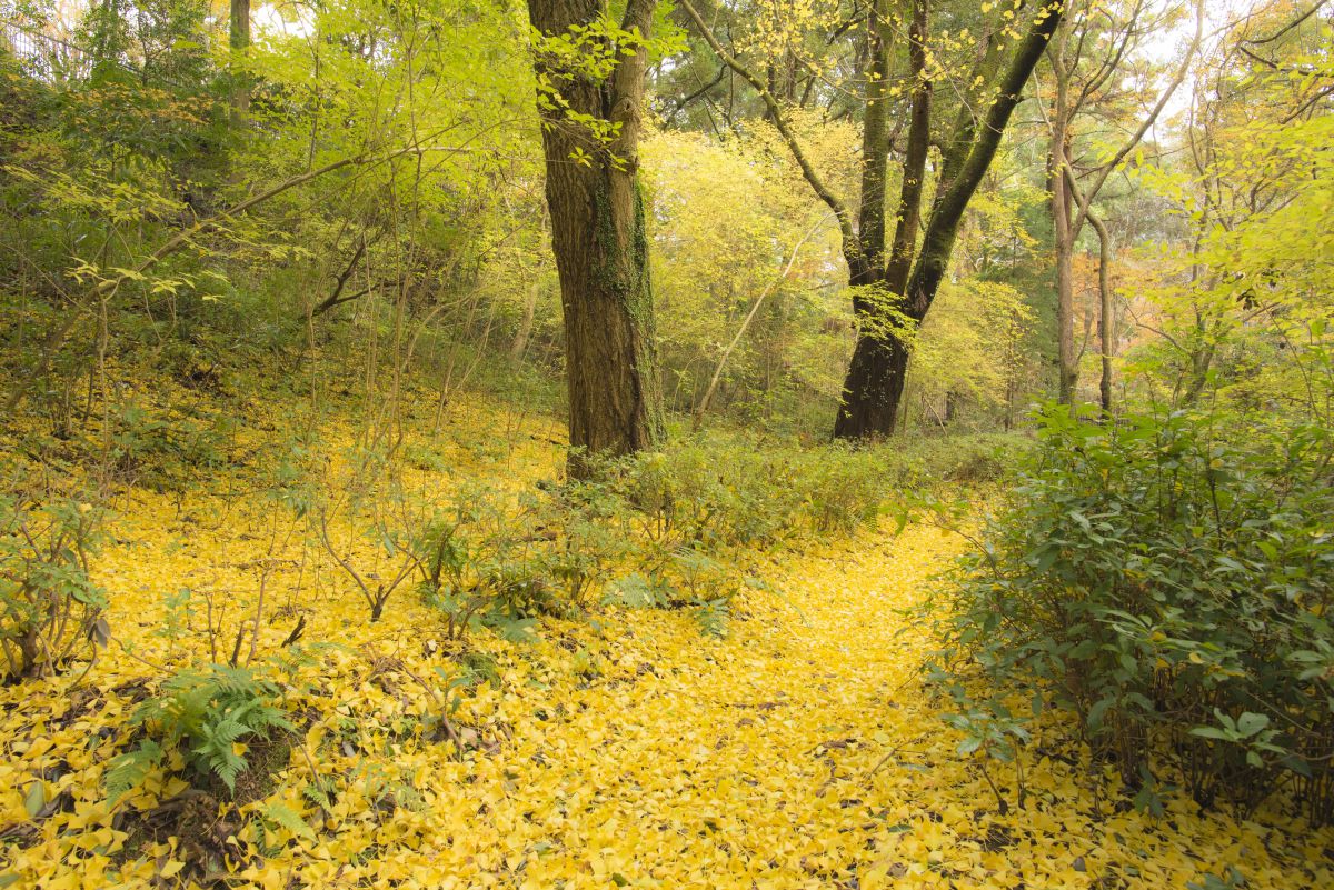 Yellow Woods | GANREF