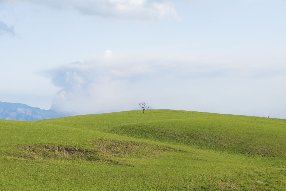 Dear Green Field | GANREF